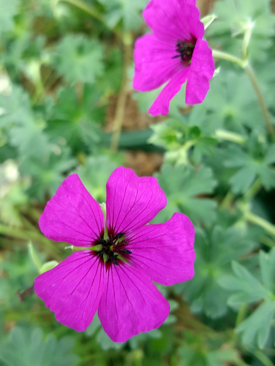 Perennials - Kato's Nursery