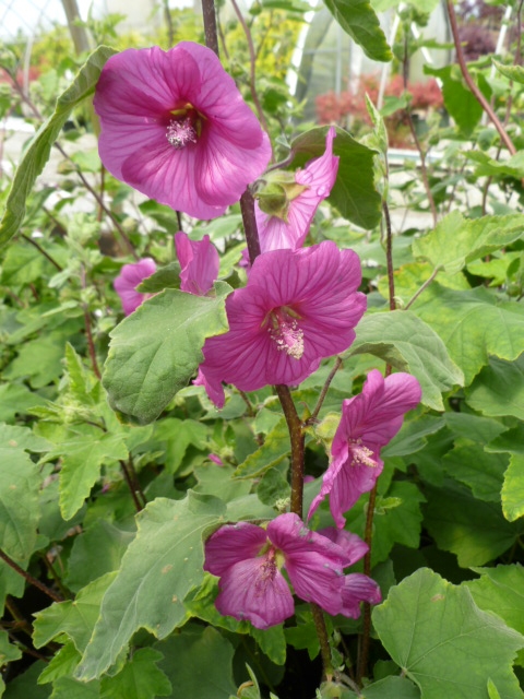 Perennials - Kato's Nursery