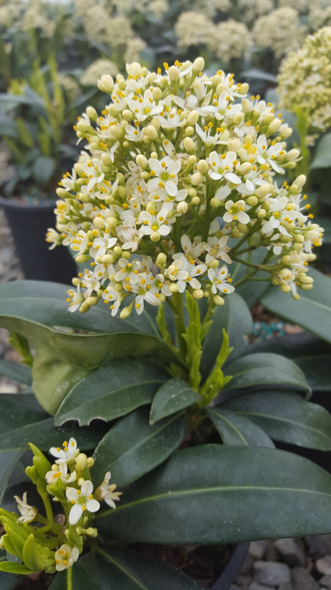 Shrubs - Kato's Nursery